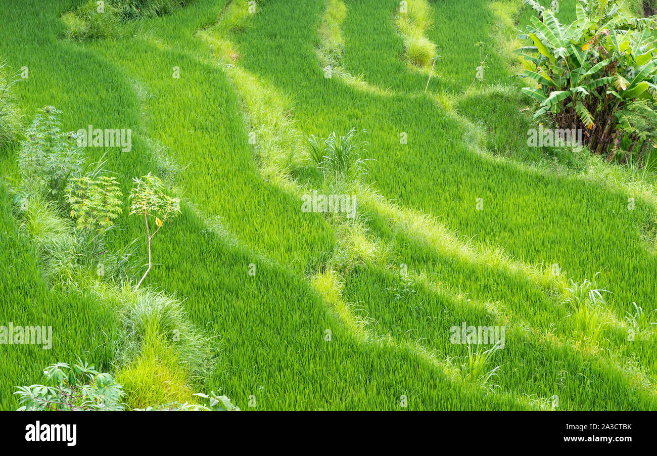 Rice paddy fields in Bali Stock Photo - Alamy