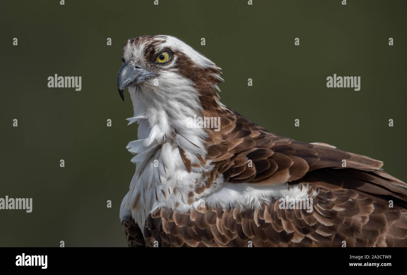 Osprey portrait hi-res stock photography and images - Alamy