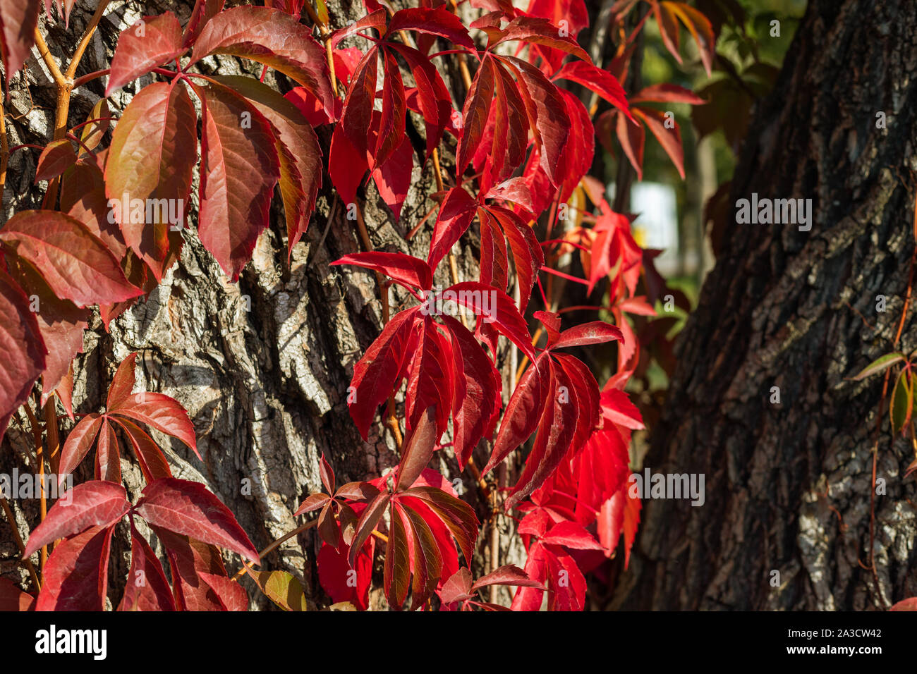 Creeper with leaves branch hi-res stock photography and images - Alamy