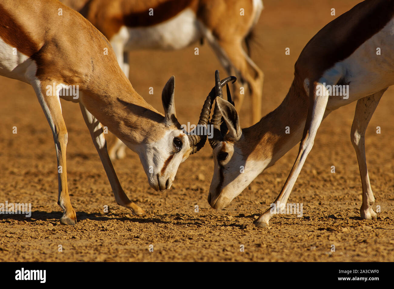 Springboks fighting hi-res stock photography and images - Alamy