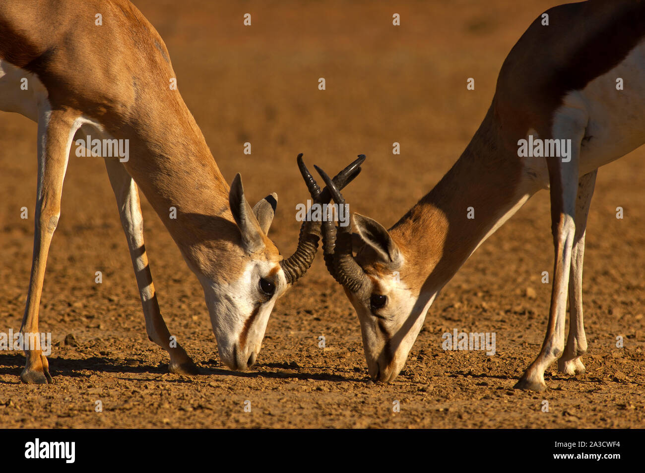 Springboks fighting at Kgalagadi Transfontier Park, South Africa Stock ...