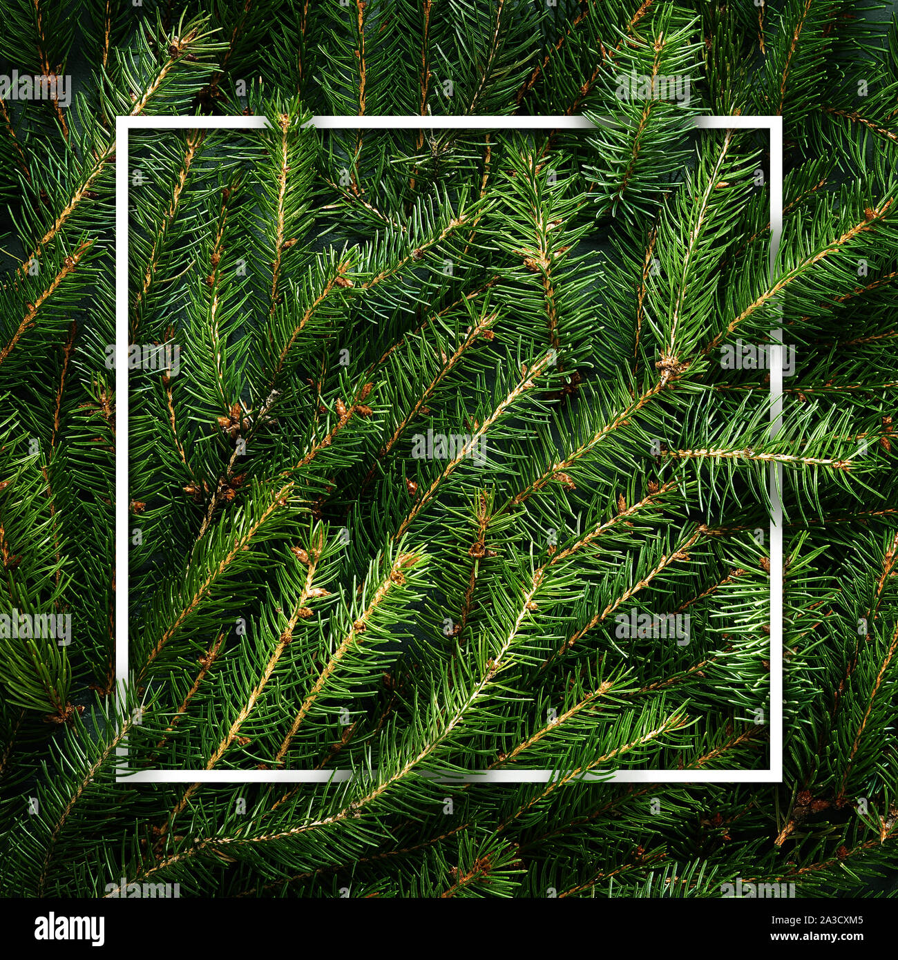 Tree border frame hi-res stock photography and images - Alamy