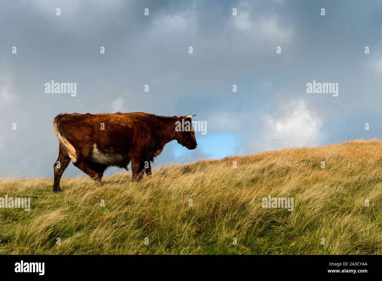Cow on a moor in Wales,UK Stock Photo - Alamy