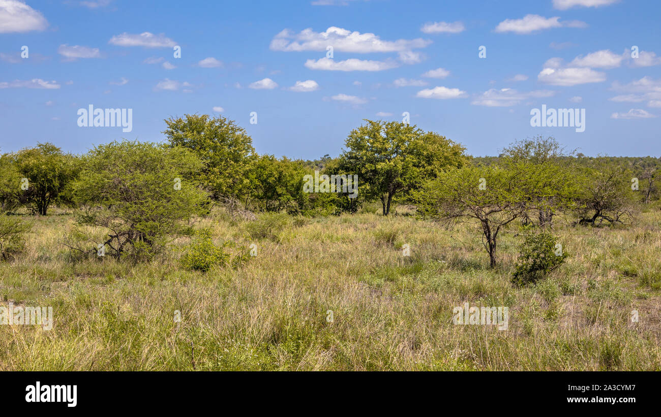 Bushveld savanna in Kruger national park South Africa Stock Photo - Alamy