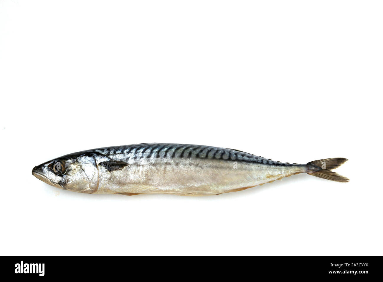 Mackerel fish isolated on white background, horizontal layout Stock ...