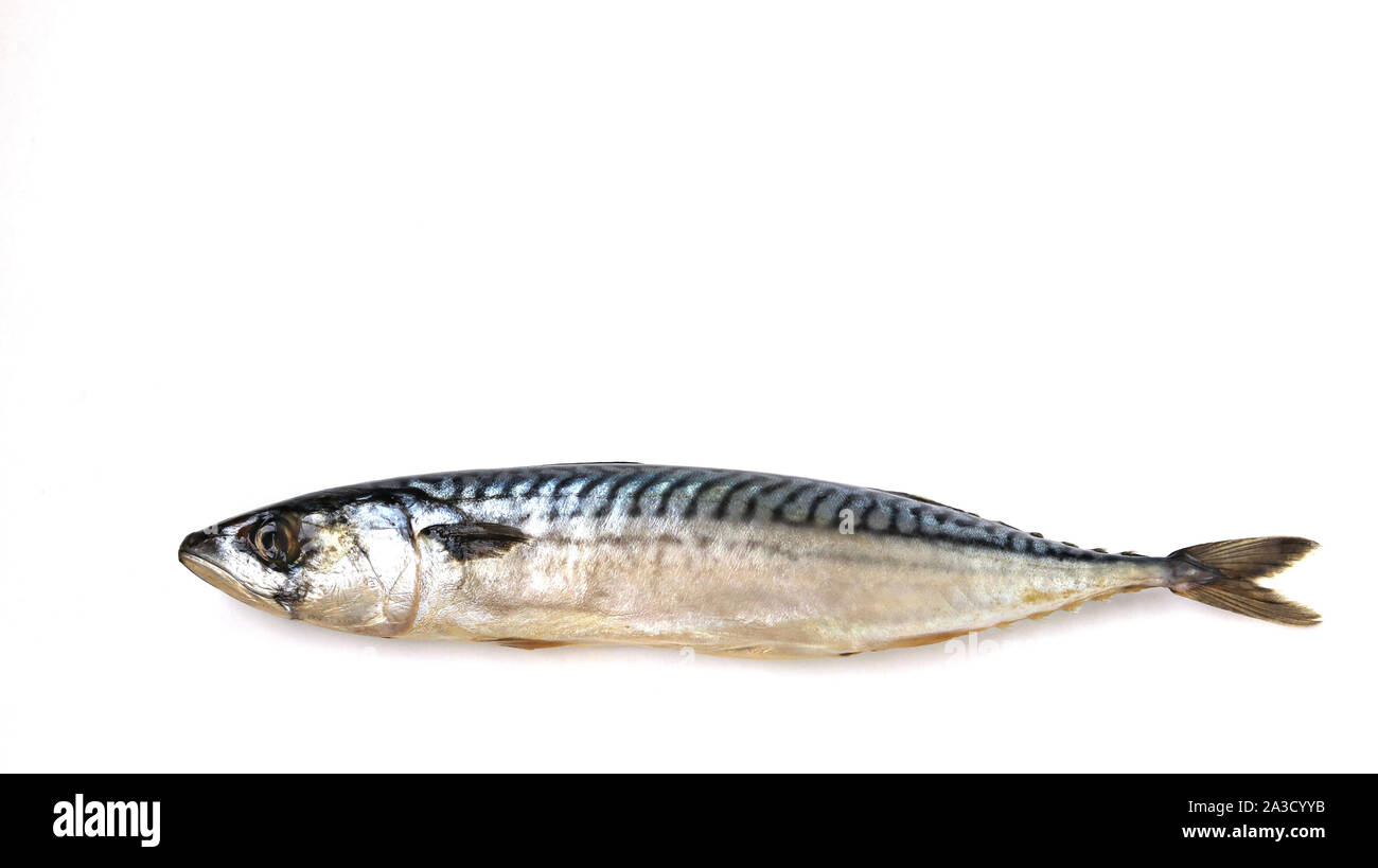 Mackerel fish isolated on white background, horizontal layout Stock ...