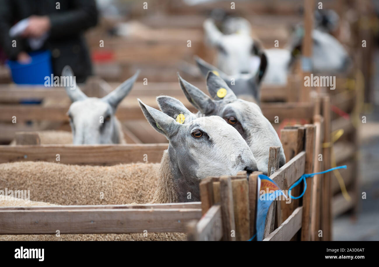Blue faced sheep hi-res stock photography and images - Alamy