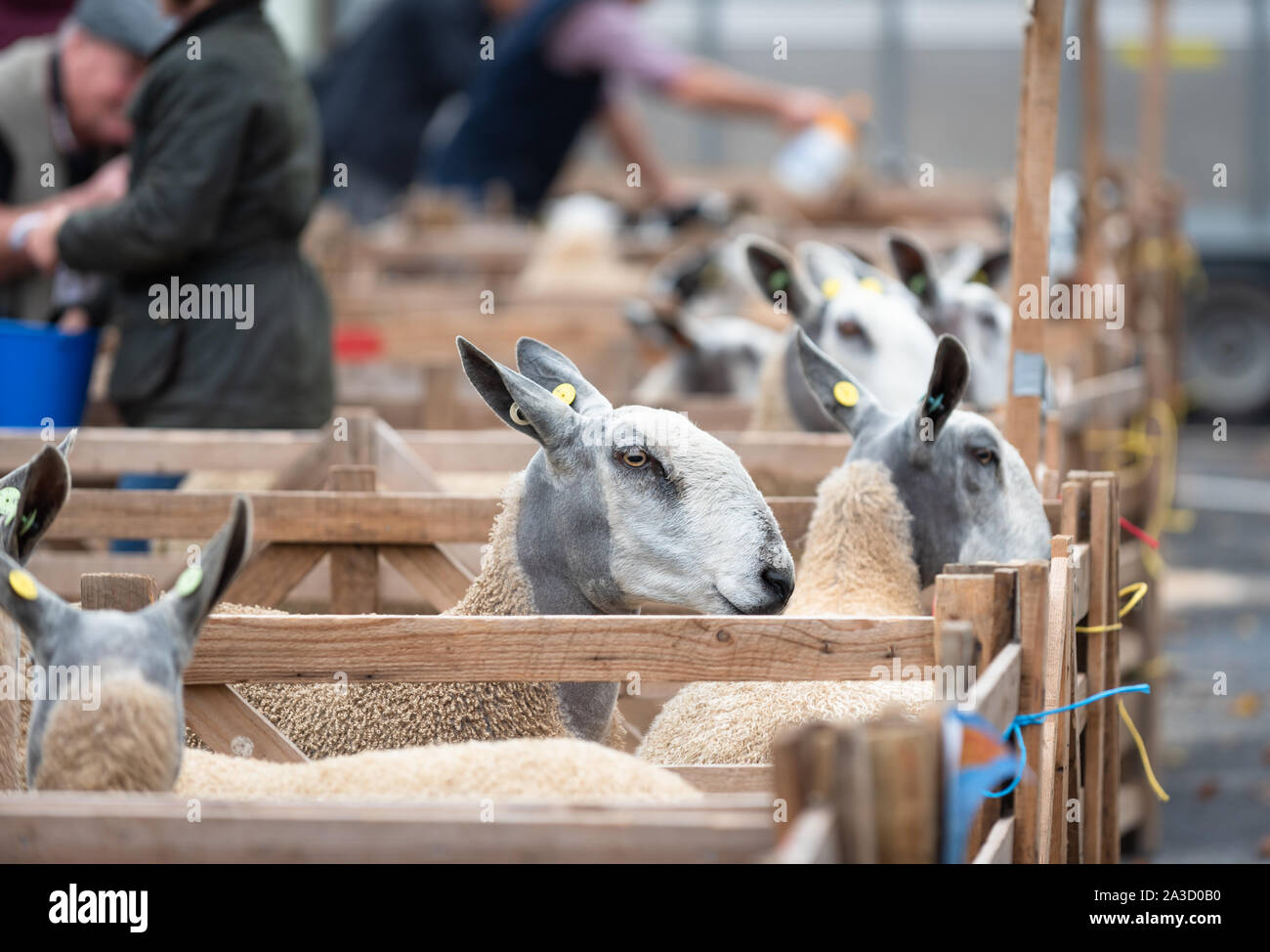Blue faced leicester sheep hi-res stock photography and images - Alamy
