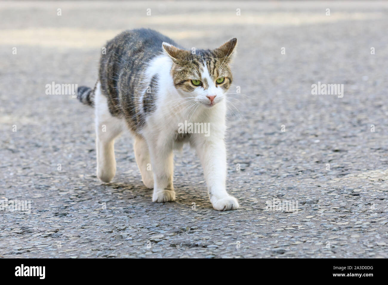 Larry cat hi-res stock photography and images - Alamy