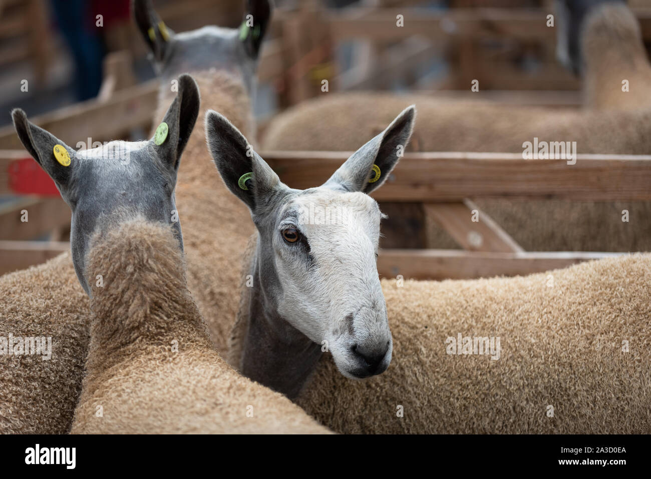 Blue Faced Leicester Sheep at a show Stock Photo - Alamy