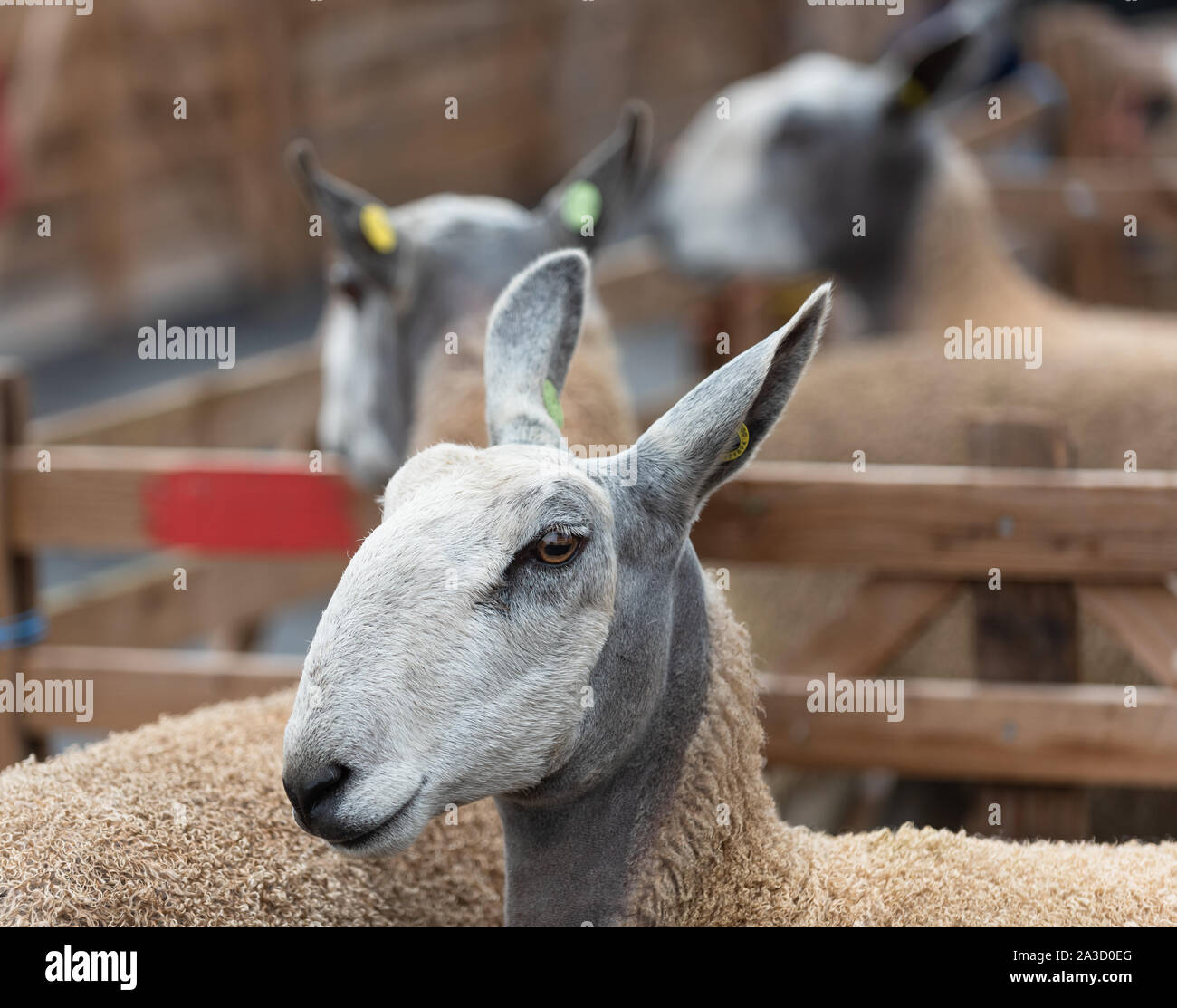 Blue faced leicester sheep hi-res stock photography and images - Alamy