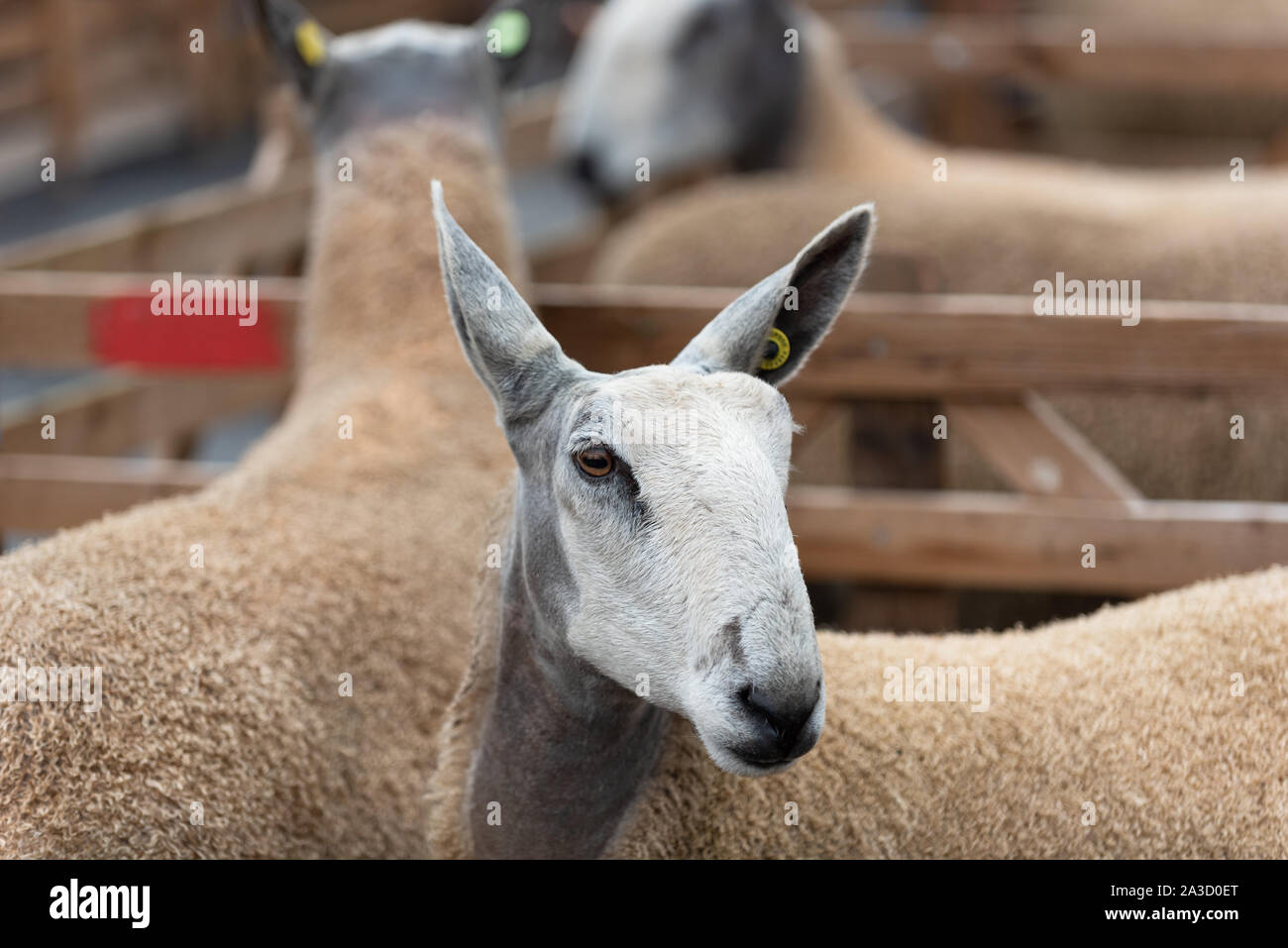 Blue faced leicester sheep hi-res stock photography and images - Alamy