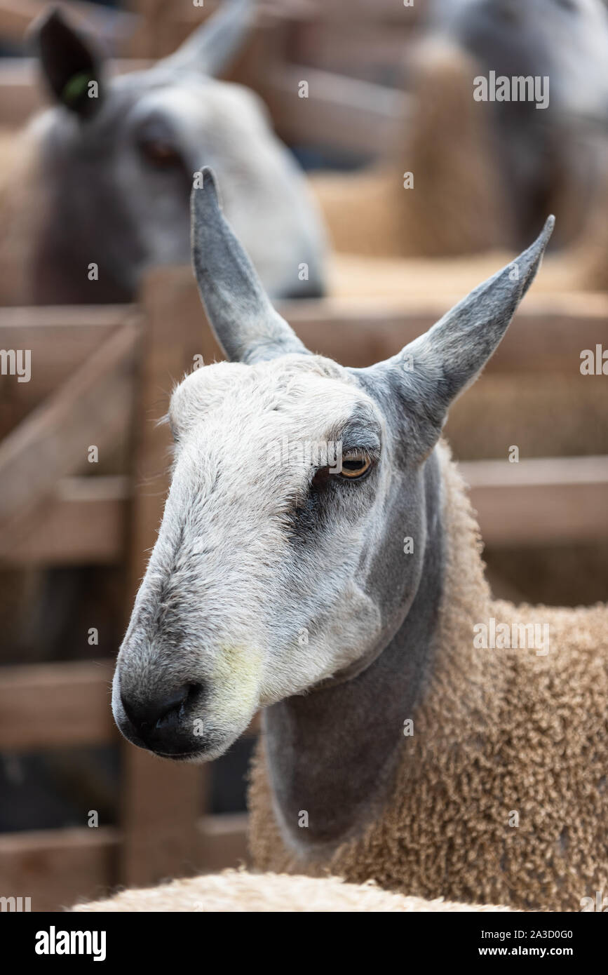 Blue faced leicester sheep hi-res stock photography and images - Alamy