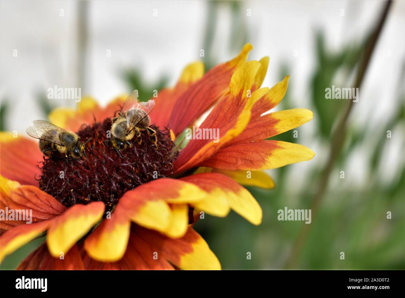 Workerbees hi-res stock photography and images - Alamy