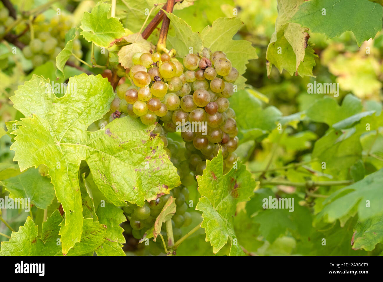 Ripe east sussex hi-res stock photography and images - Alamy