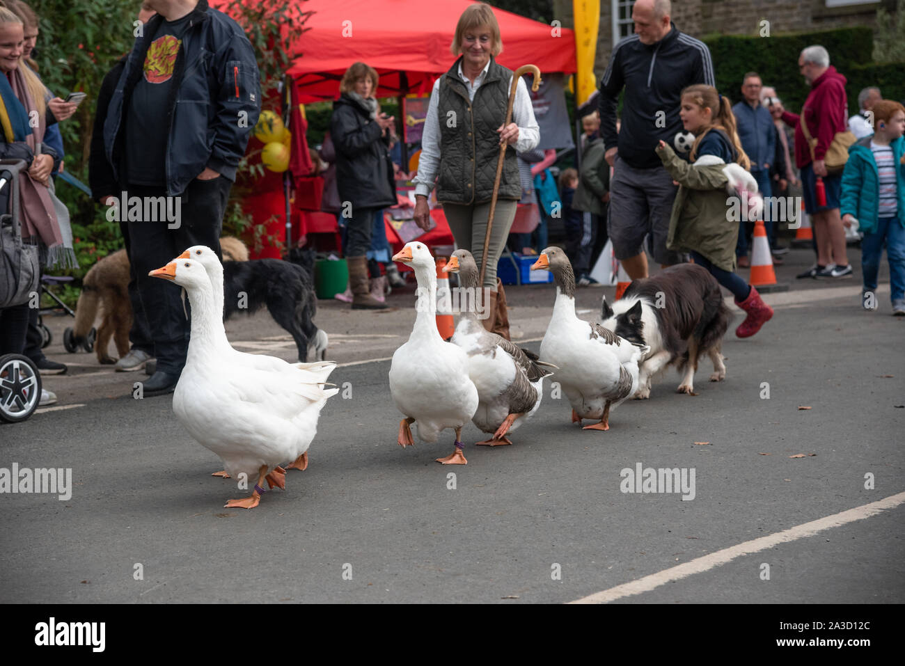 Herding geese hi-res stock photography and images - Alamy