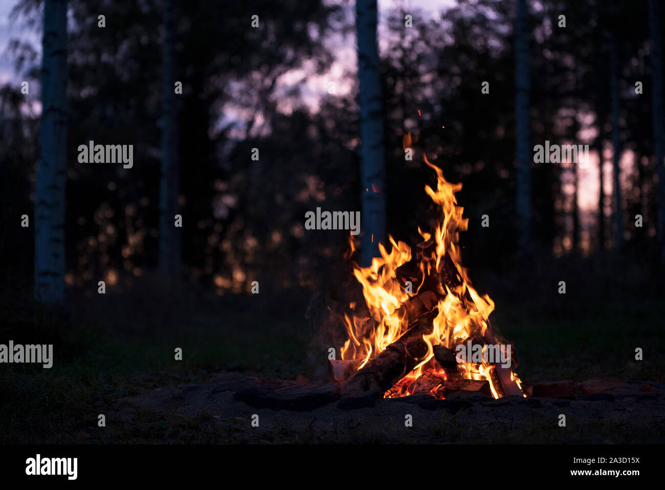 Burning campfire on a dark night in a forest. Twilight sky and trees in ...