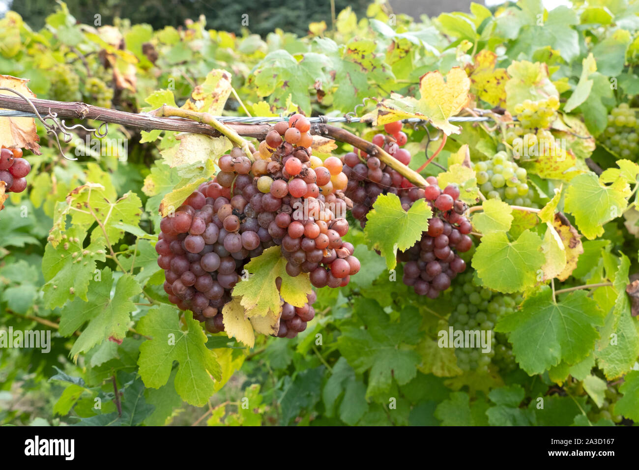 English Grapes High Resolution Stock Photography and Images - Alamy
