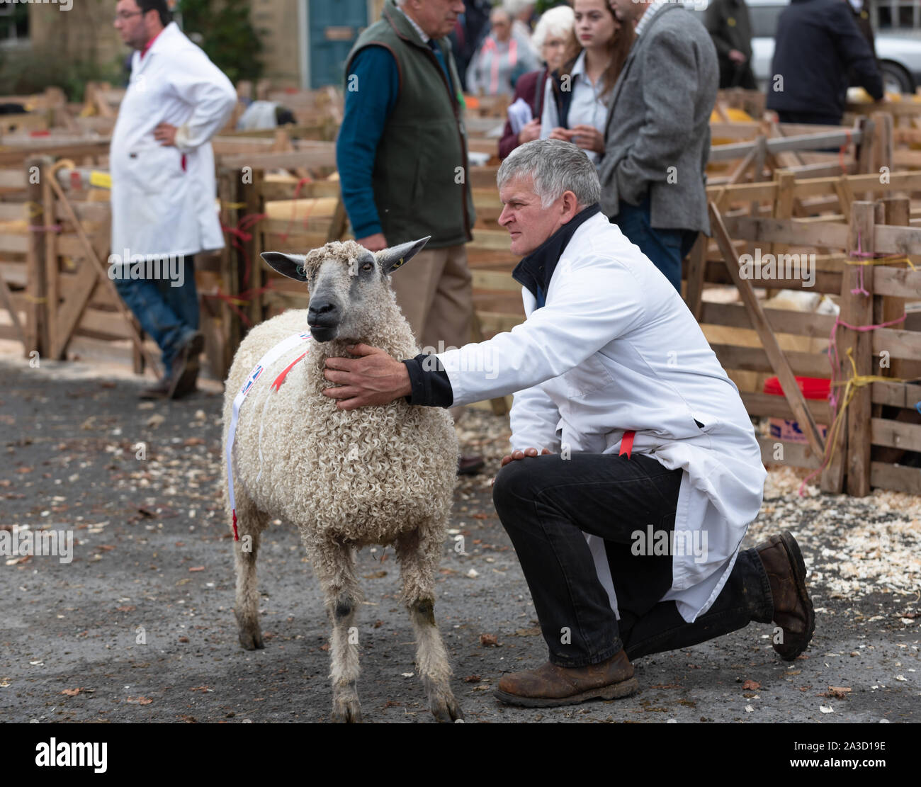 Sheep at Masham Sheep Fair 2019 Stock Photo - Alamy
