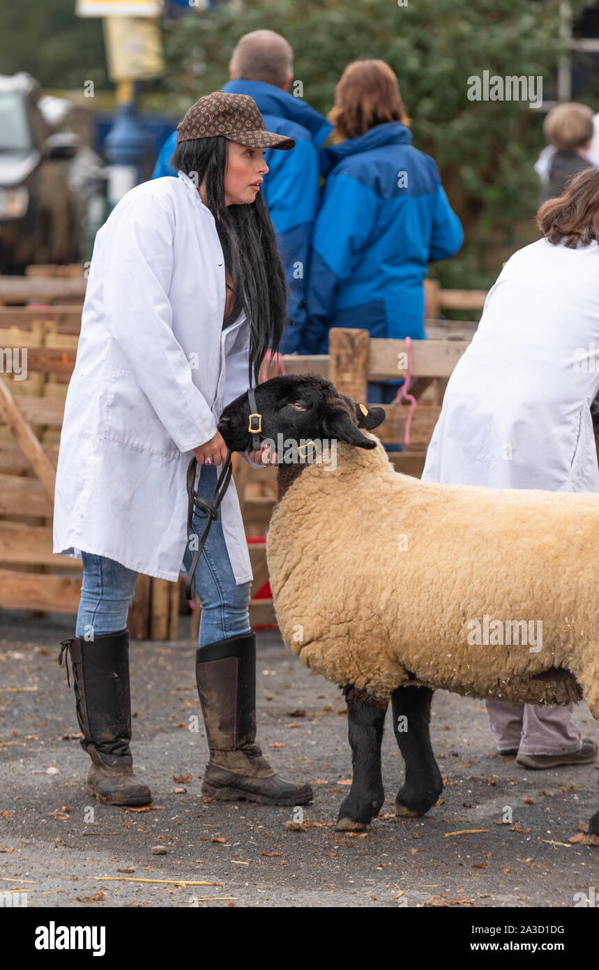 Sheep at Masham Sheep Fair 2019 Stock Photo - Alamy