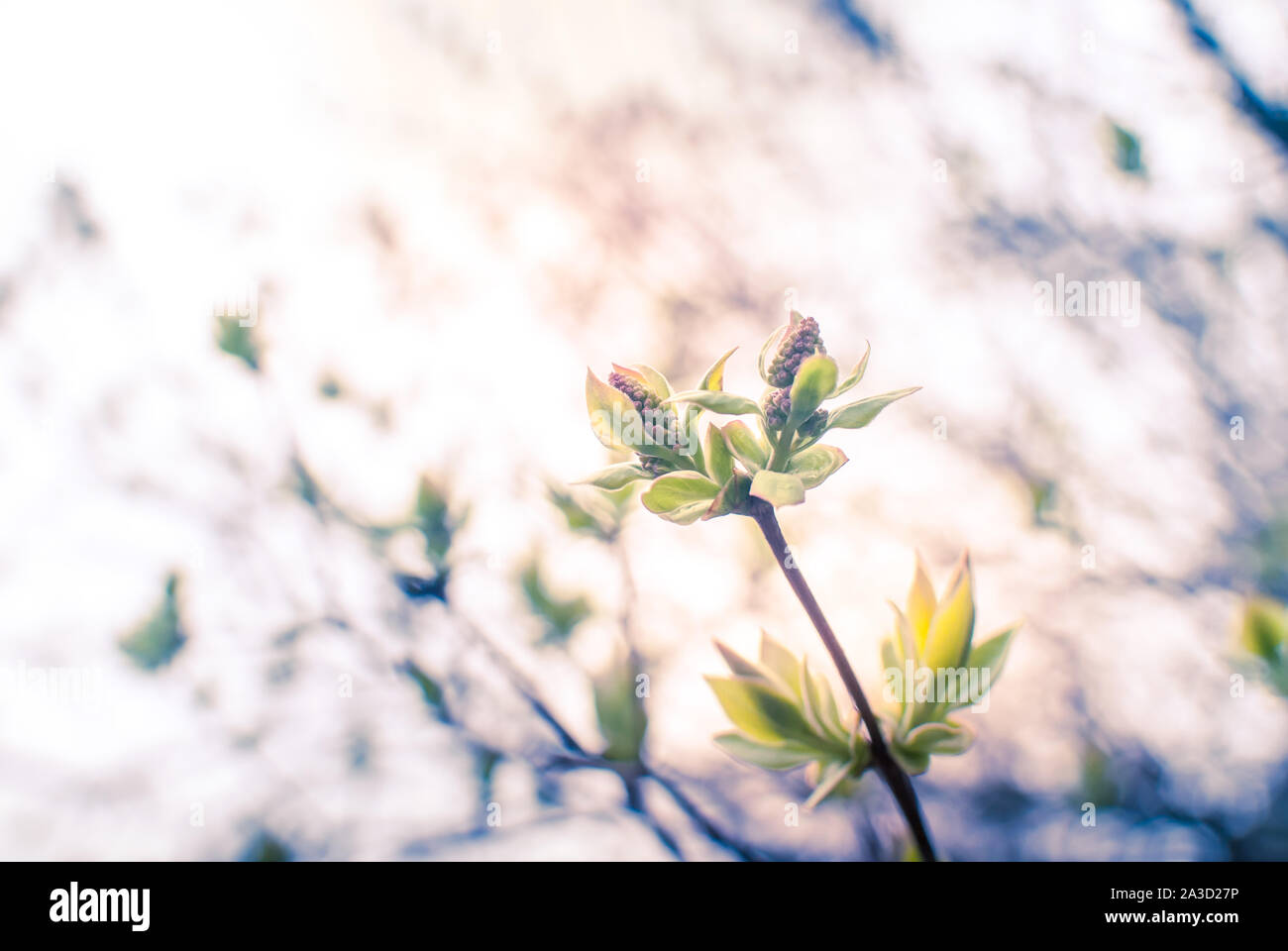 Spring green leaves hi-res stock photography and images - Alamy