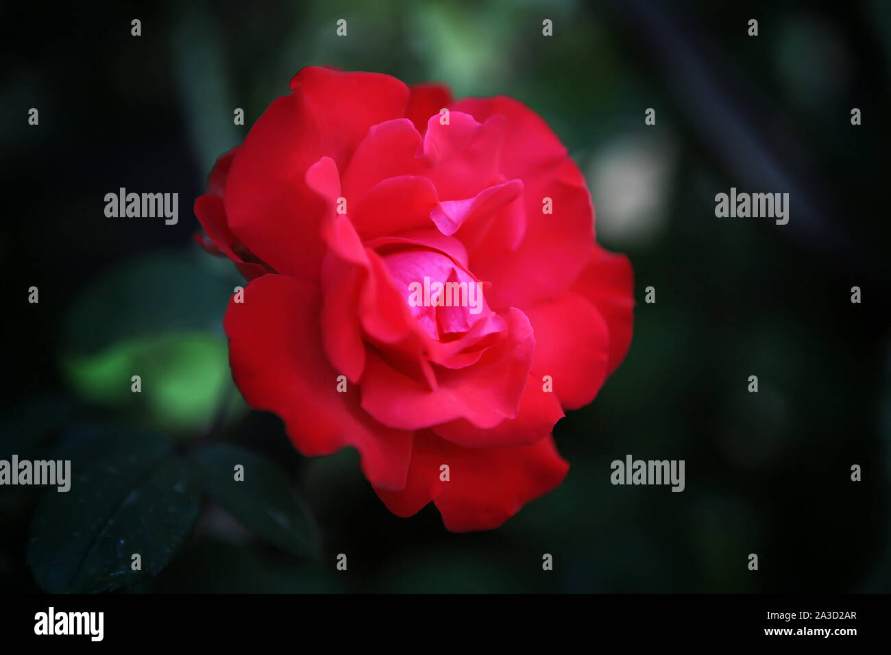 red tender rose in the garden. deep background. floral and petal ...