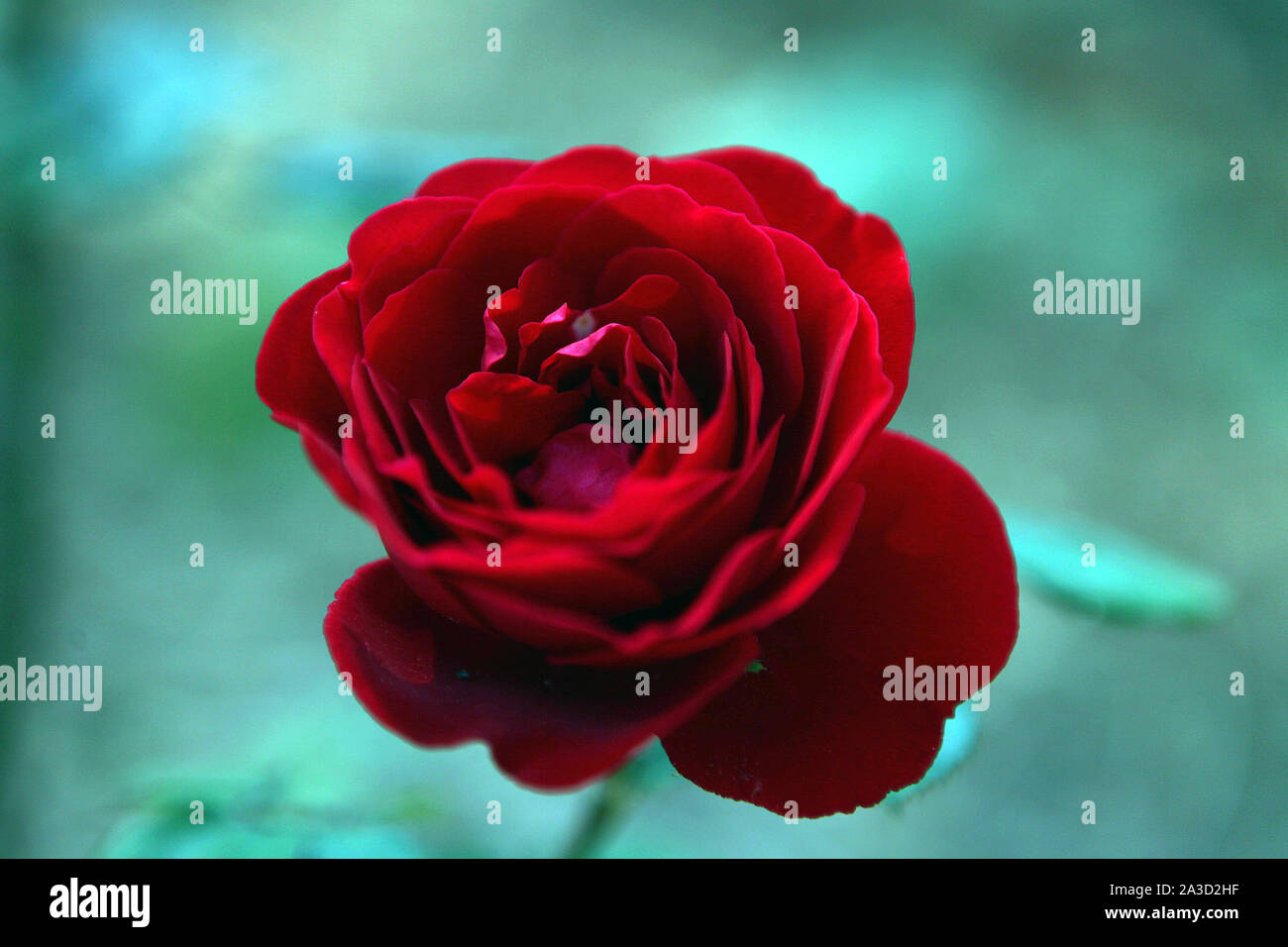 red tender rose in the garden. deep background. floral and petal ...