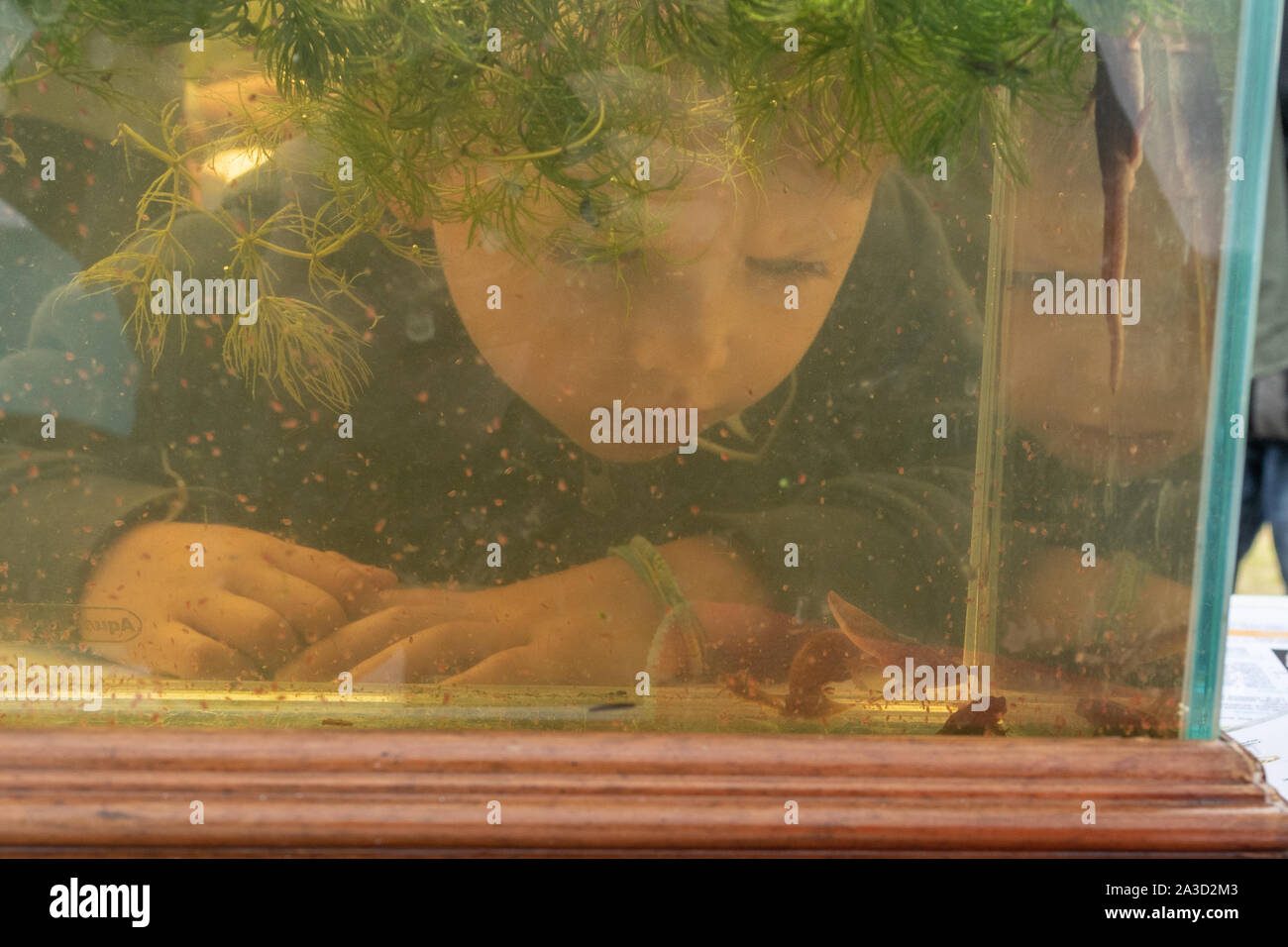 Young boy looking at newts and other pondlife in an aquarium Stock ...
