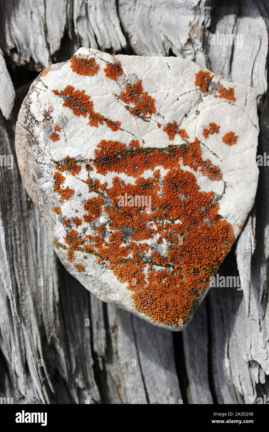 tree on stone Stock Photo - Alamy