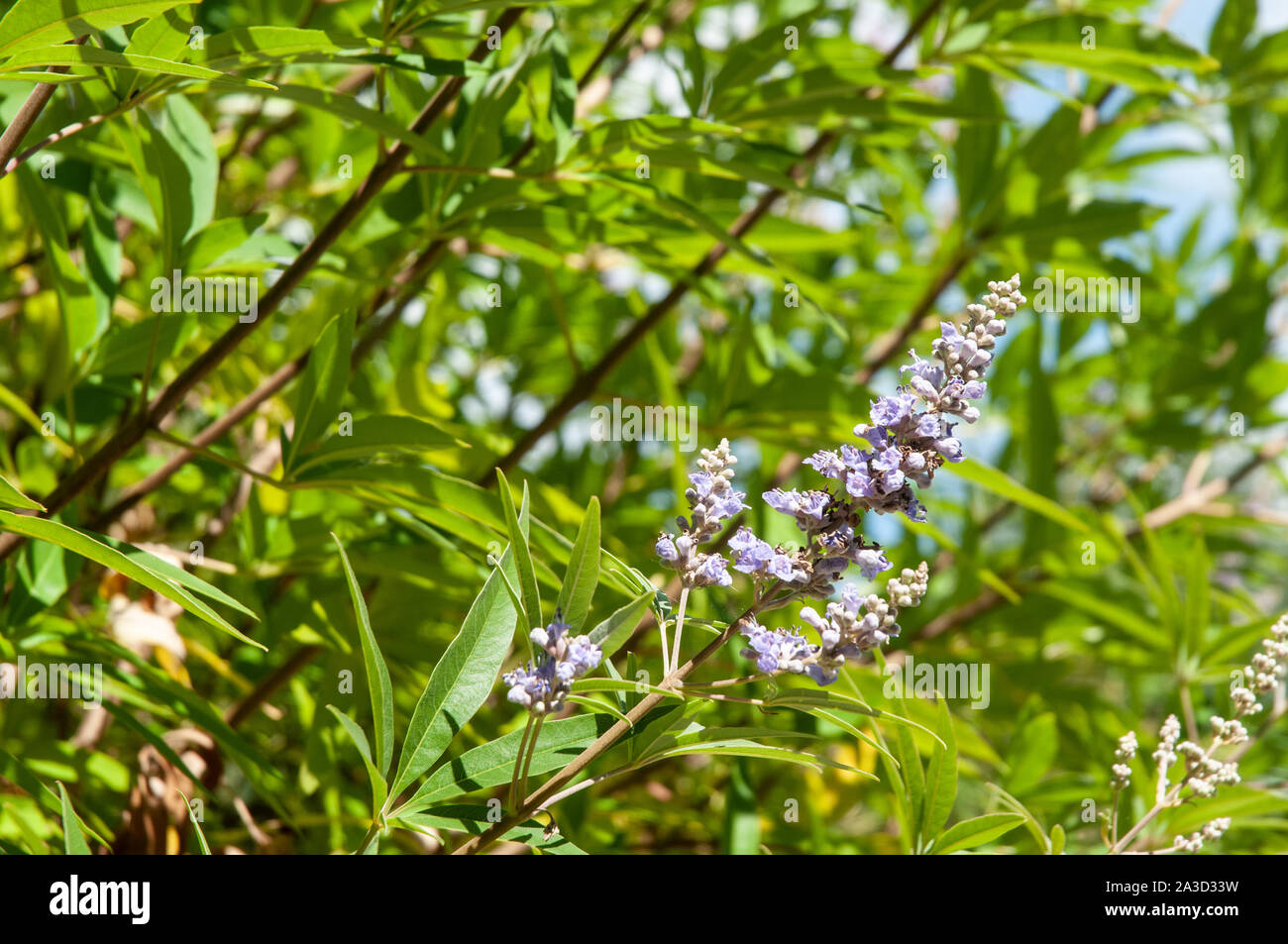 Five leaved chaste flower hi-res stock photography and images - Alamy