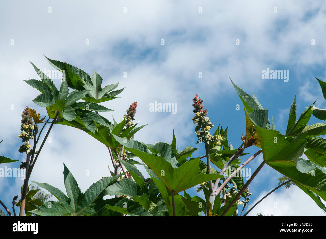 inflorescences and leaves of ricinus communis, the castor bean in front ...