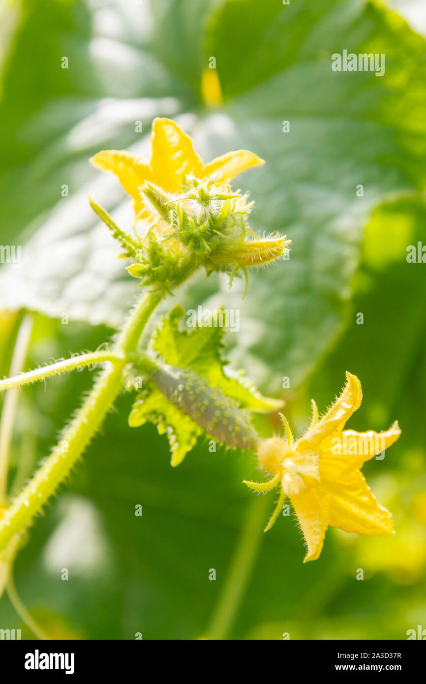 Cucumber embryo with a yellow flower on a branch Stock Photo - Alamy