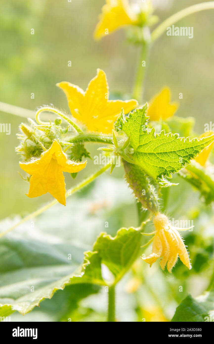 Cucumber embryo with a yellow flower on a branch Stock Photo - Alamy