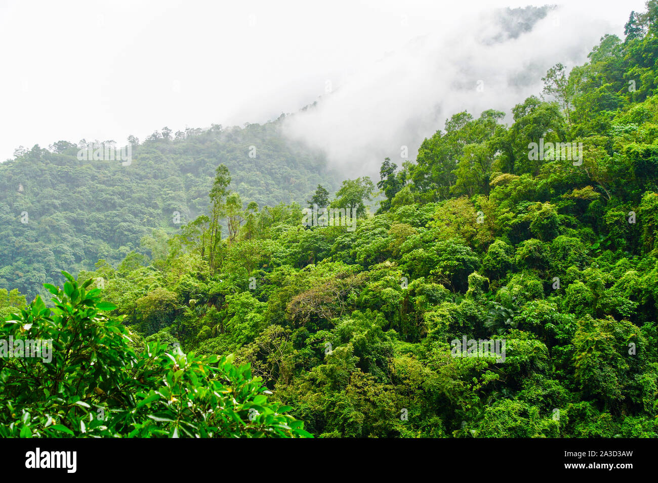 Mist flows through rain forest in Taiwan Stock Photo - Alamy