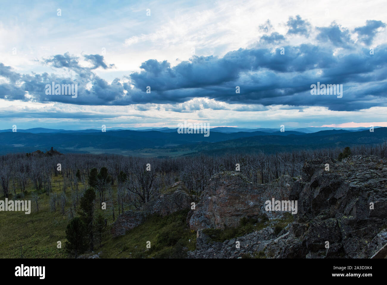 Landscape with dead forest Stock Photo - Alamy