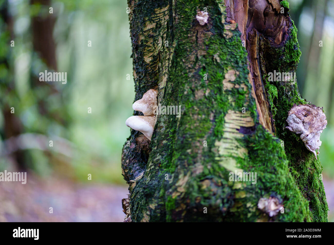 Layers of fungus hi-res stock photography and images - Alamy
