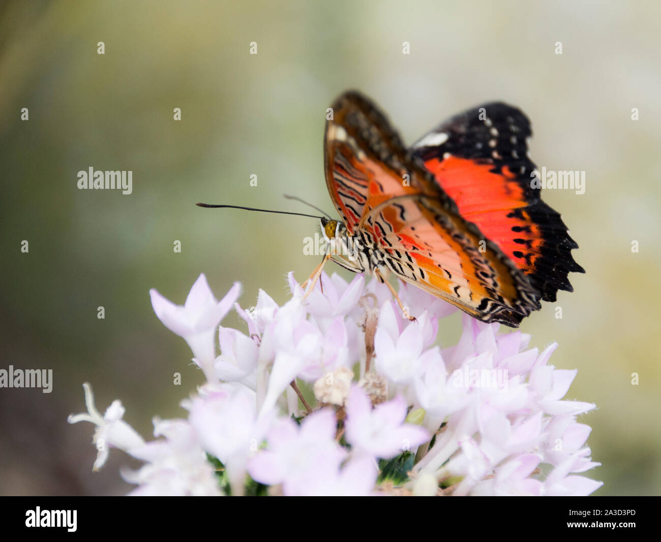 Red lacewing butterfly (Cethosia Biblis Stock Photo - Alamy
