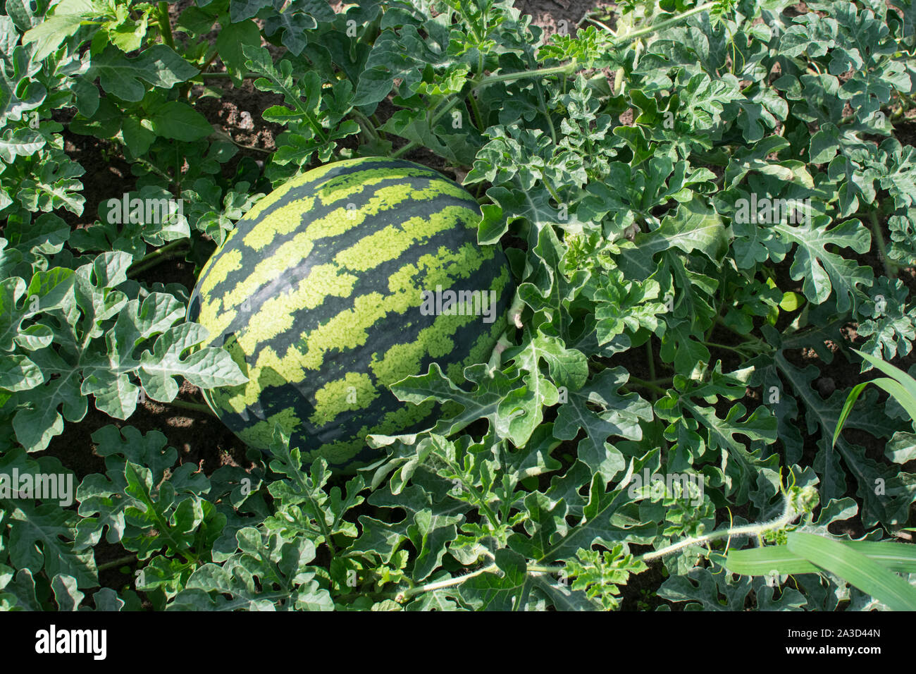 Big Green watermelon growing in the garden Stock Photo - Alamy