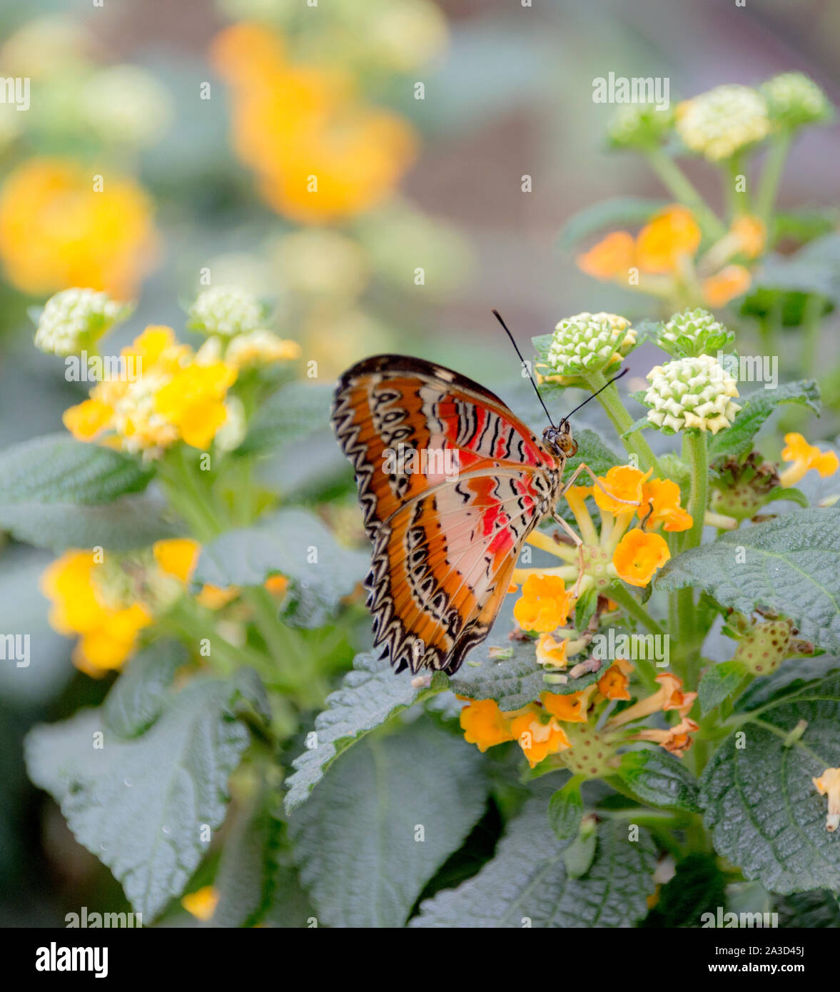 Red lacewing butterfly (Cethosia Biblis Stock Photo - Alamy