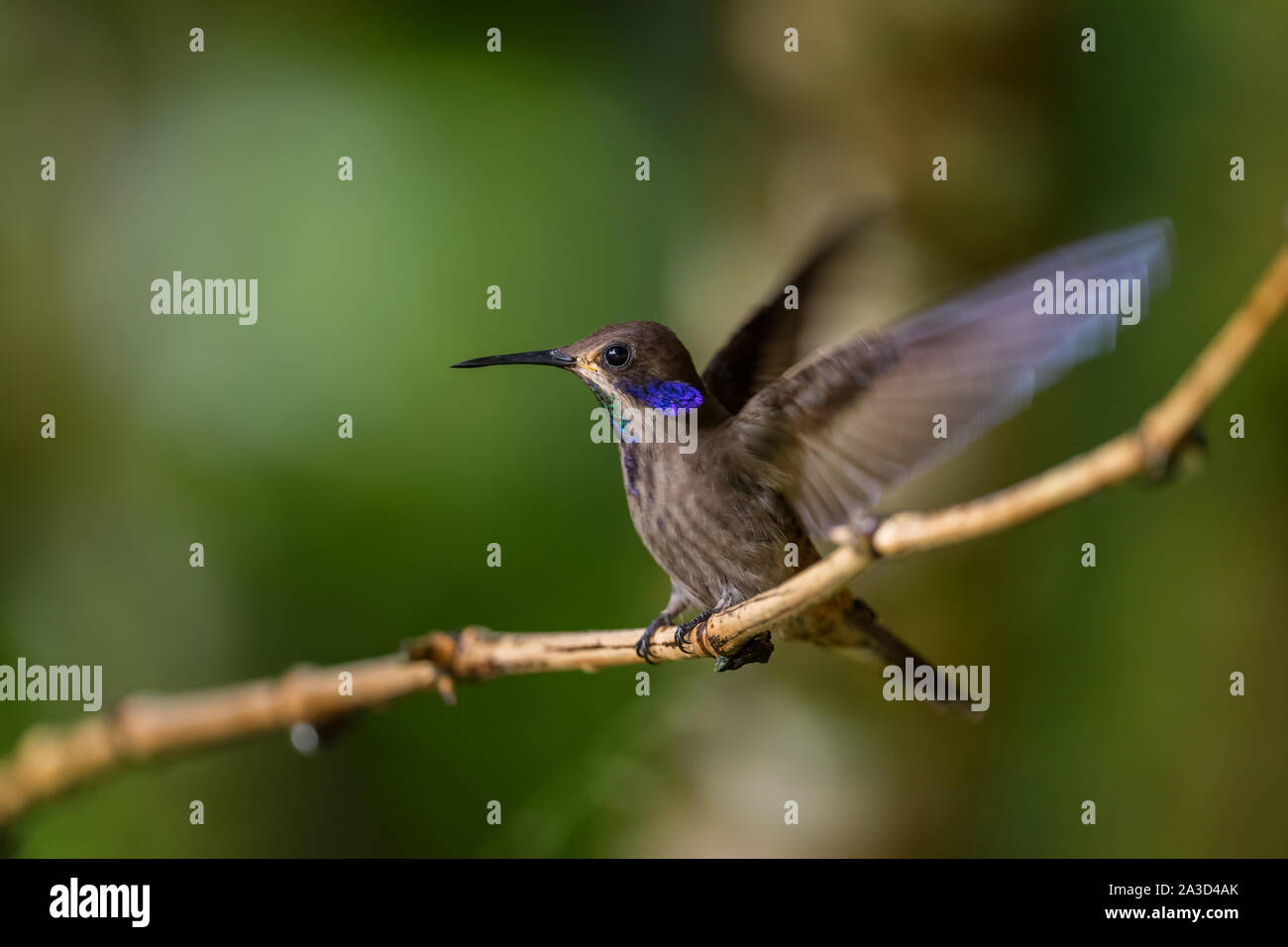 Brown Violet-ear - Colibri delphinae, beautiful brown humming bird with ...