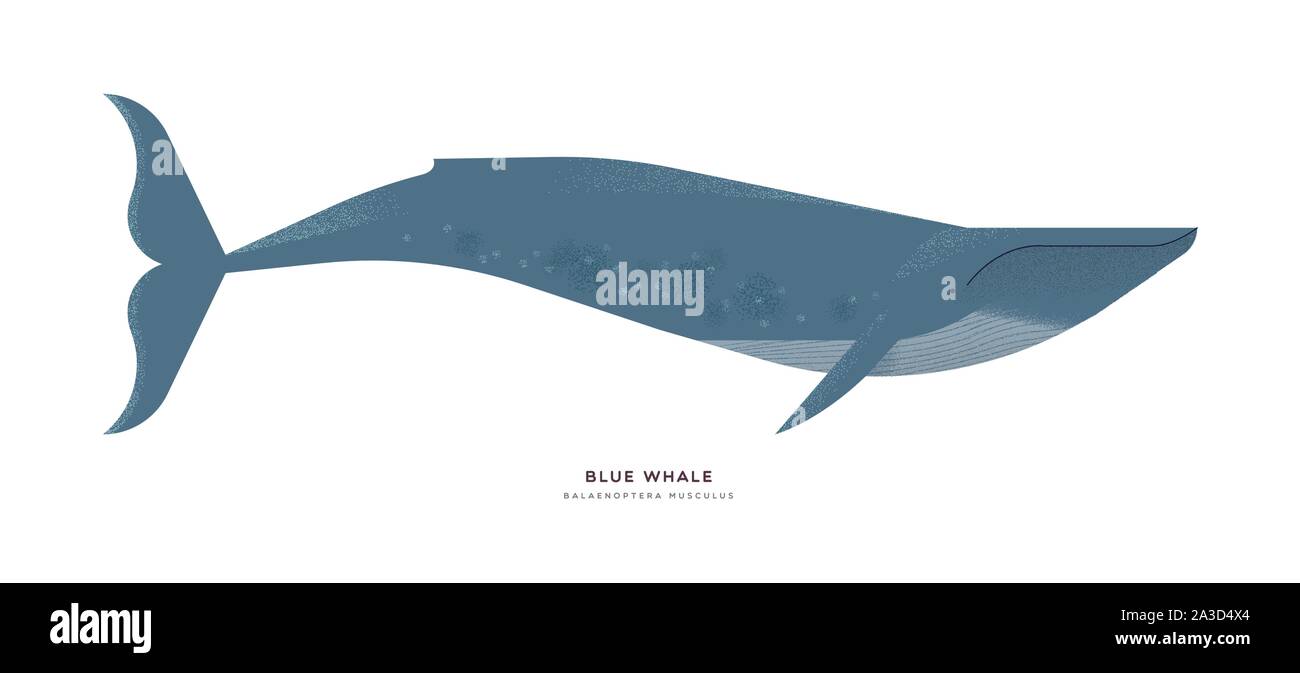Blue whale illustration on isolated white background, endangered marine ...