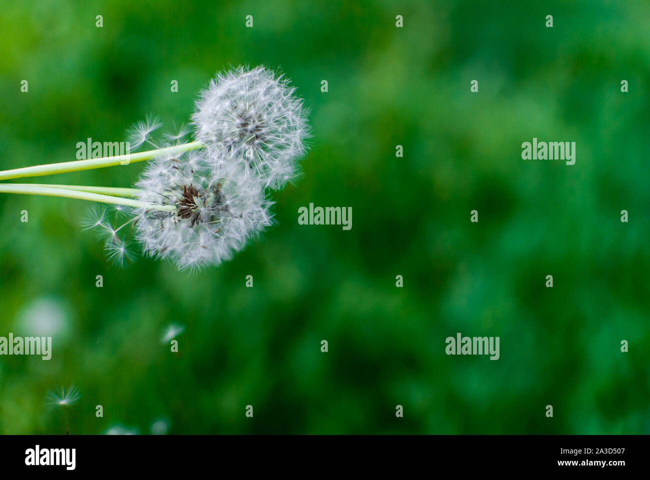 Soft focus background for copy hi-res stock photography and images - Alamy