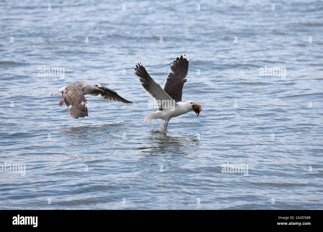 Fish chasing fish hi-res stock photography and images - Alamy