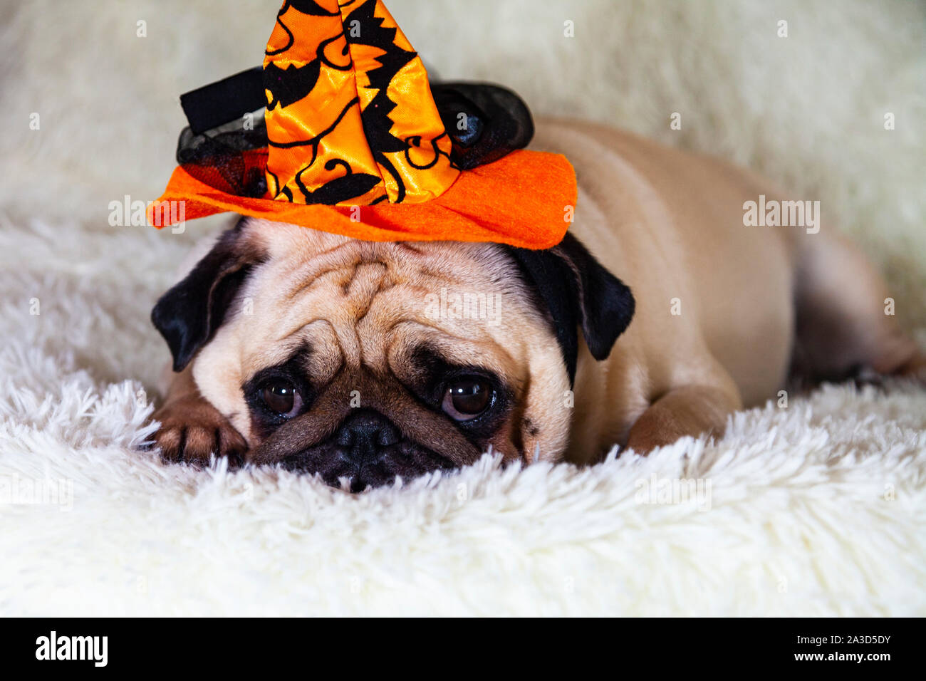 Witchs pet hi-res stock photography and images - Alamy