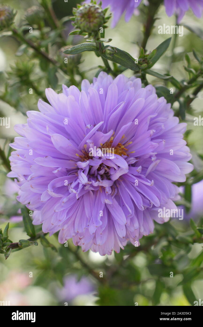 Aster displaying lilac blue double blooms in late summer - September ...