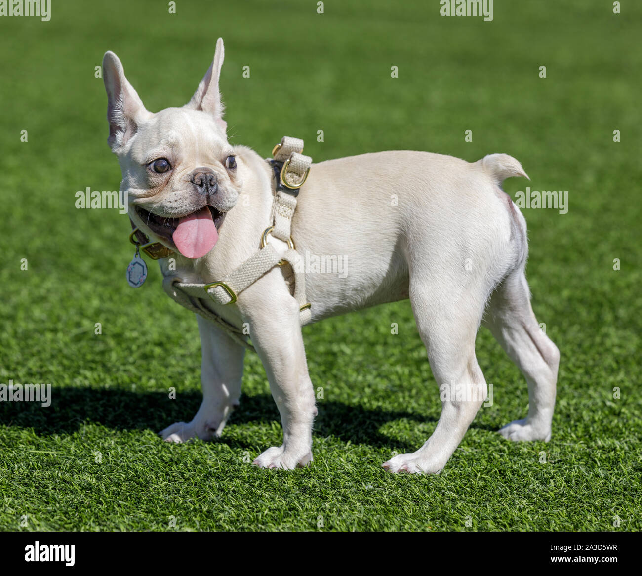 White puppy female Frenchie standing and looking back Stock Photo - Alamy