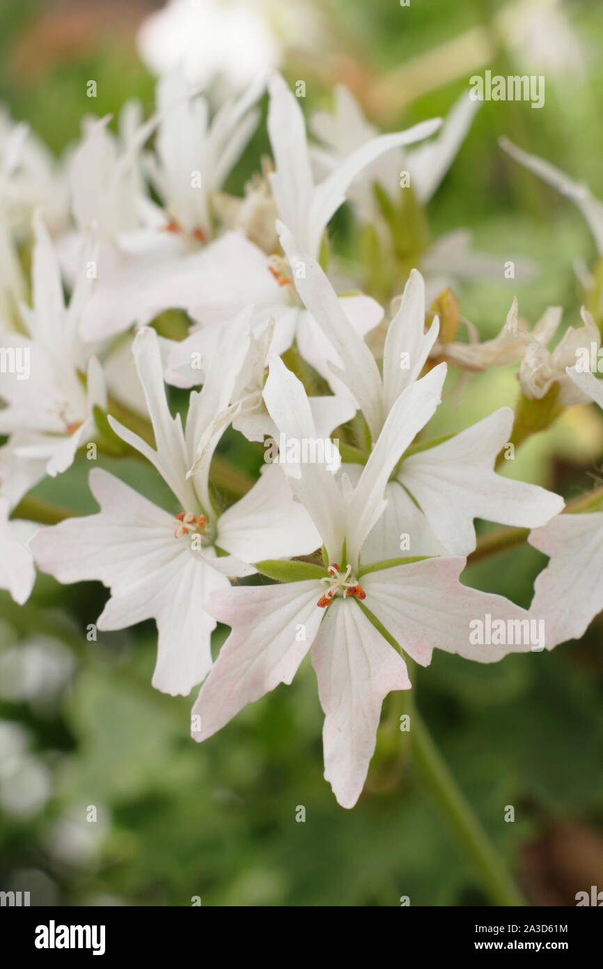 Pelargonium stellar arctic star hi-res stock photography and images - Alamy