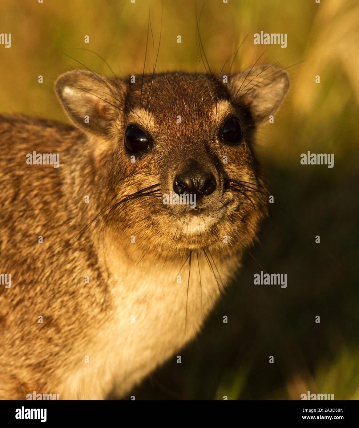 Hydrocoidea hi-res stock photography and images - Alamy