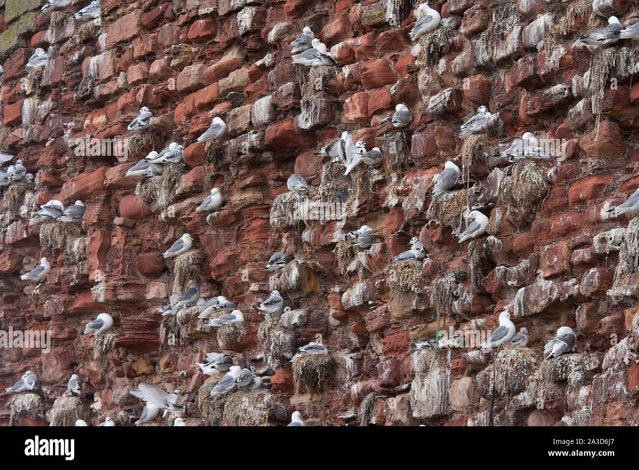 Kittiwakes, Rissa tridactyla, Nesting colony on ruins of Dunbar castle ...