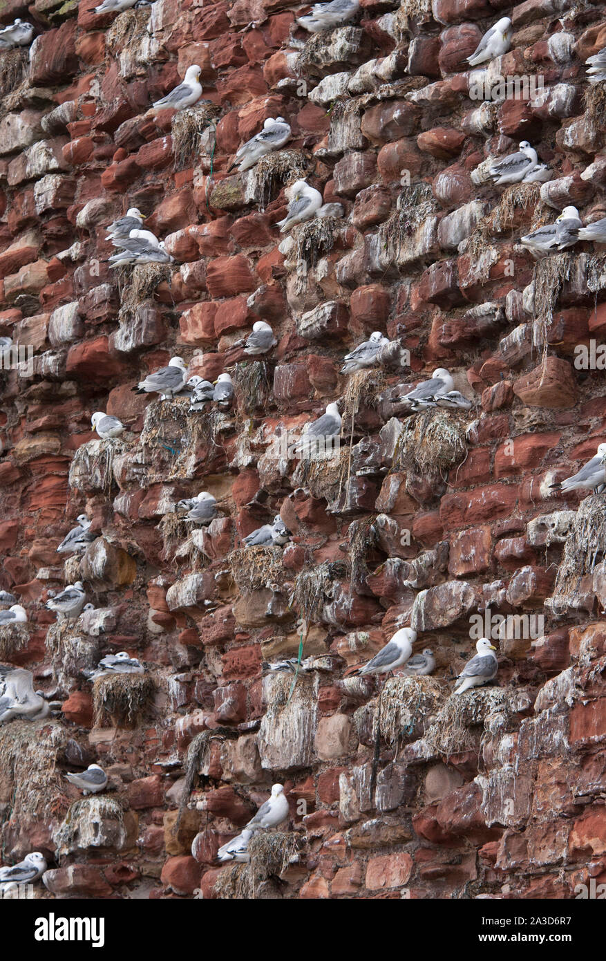 Dunbar castle ruins hi-res stock photography and images - Alamy